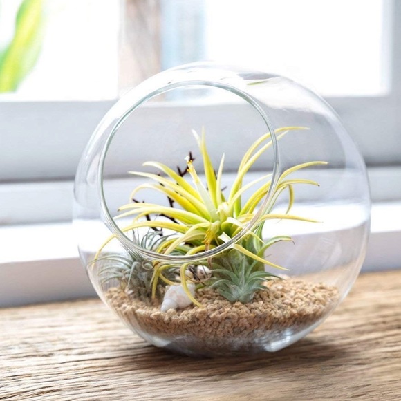 Accents | Plant Terrarium Glass Display | Poshmark